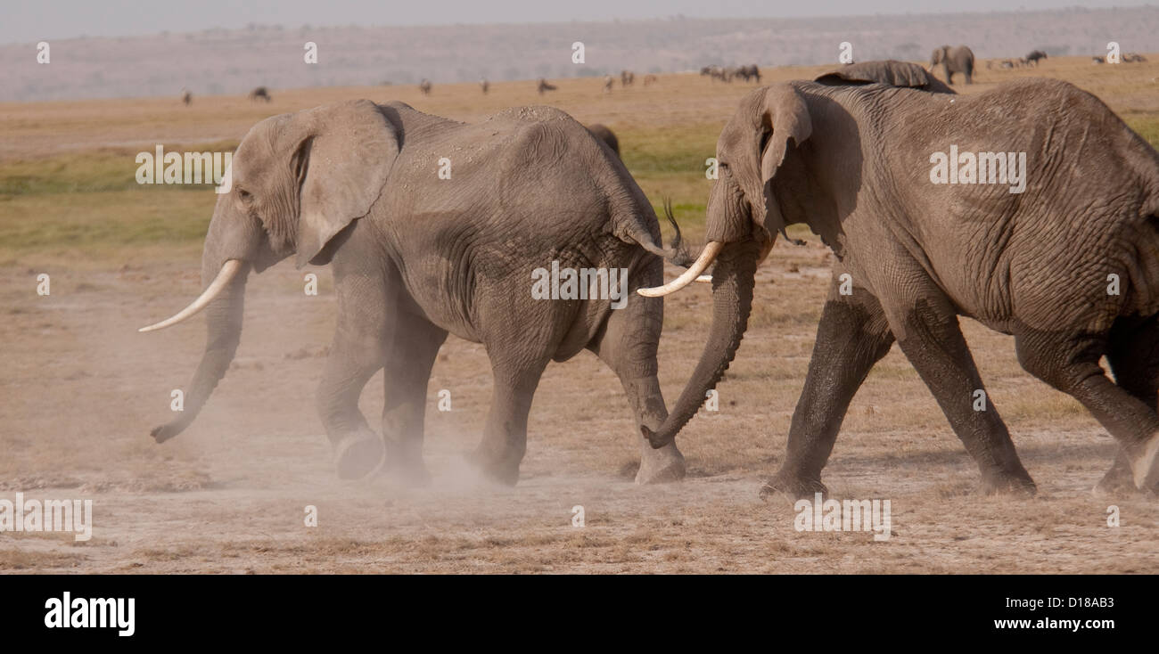 Two African bull elephant, one following other Stock Photo - Alamy