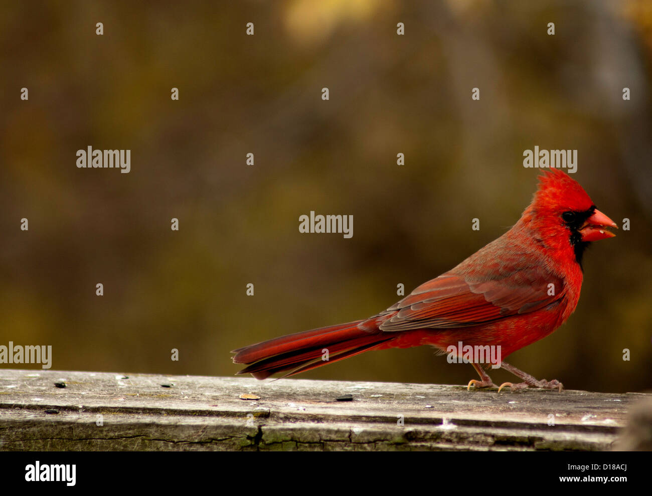 American cardinal hi-res stock photography and images - Alamy