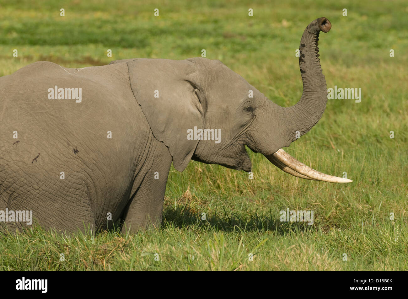 Elephant trunk smelling hi-res stock photography and images - Alamy