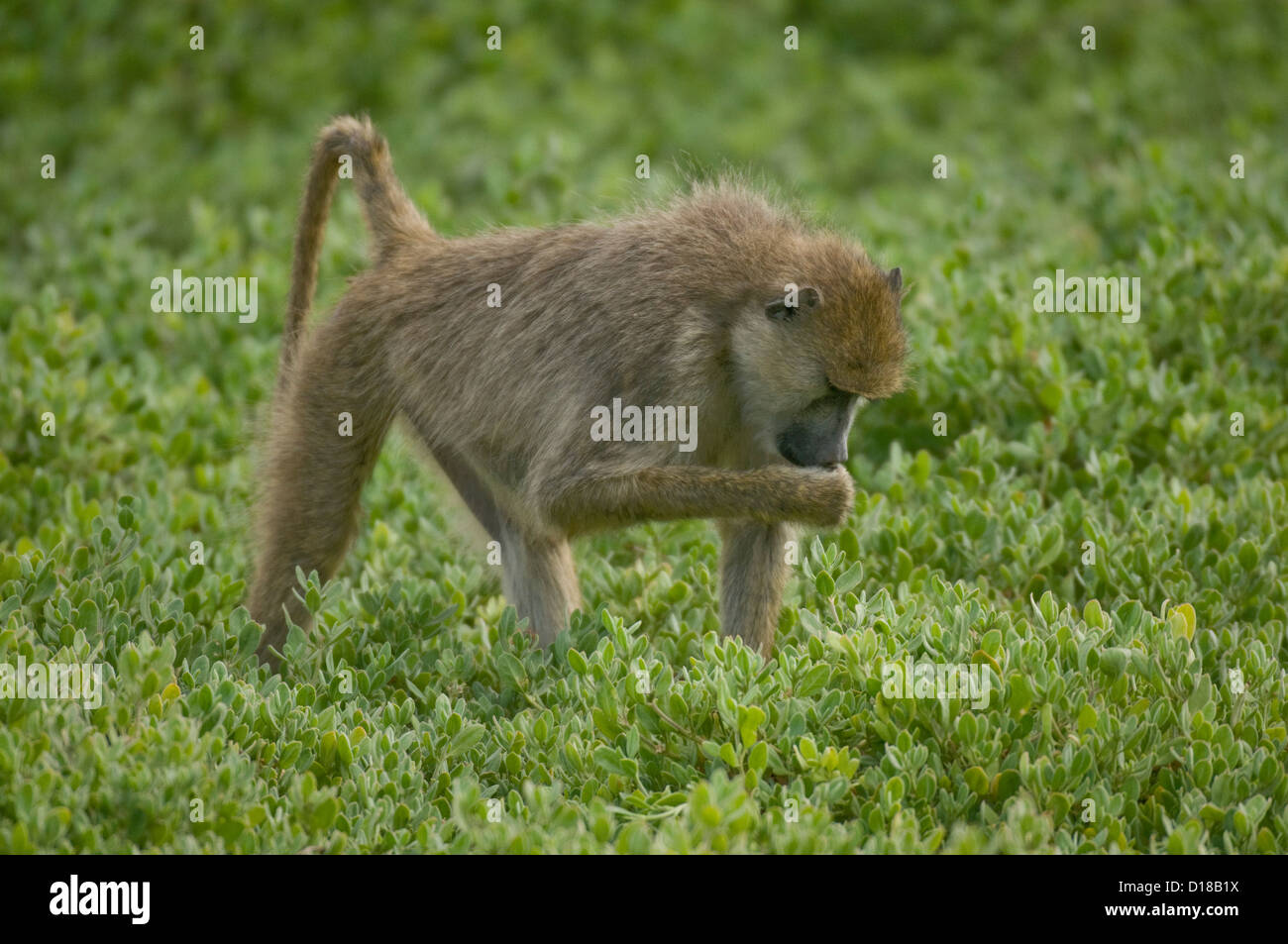 Baboon eat hi-res stock photography and images - Alamy