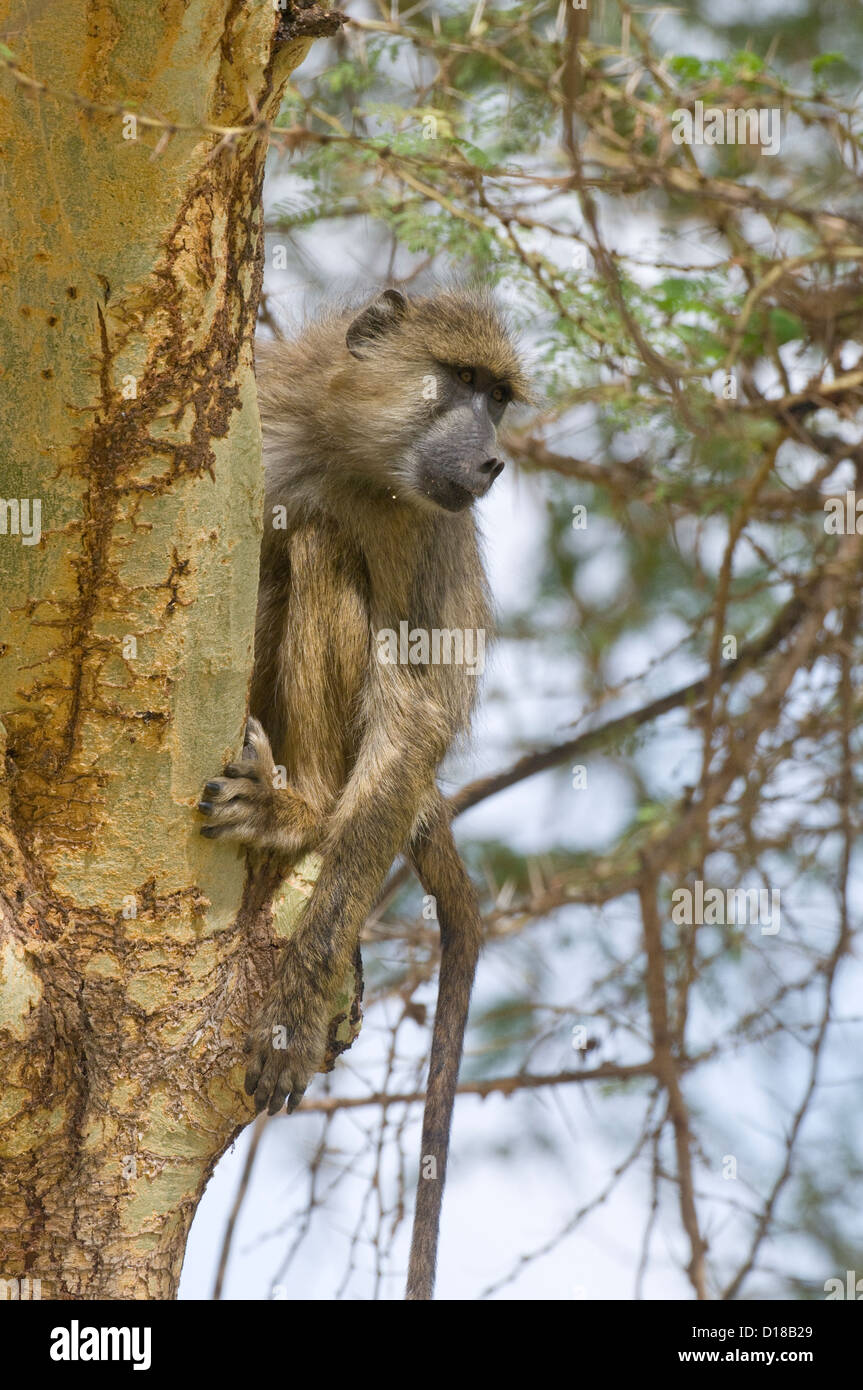 Yellow baboon in tree Stock Photo - Alamy