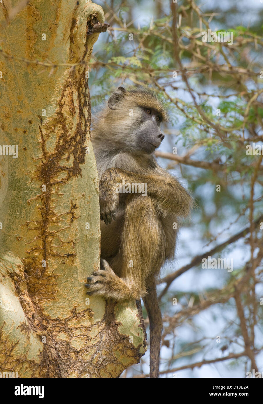 Yellow baboon in tree Stock Photo - Alamy