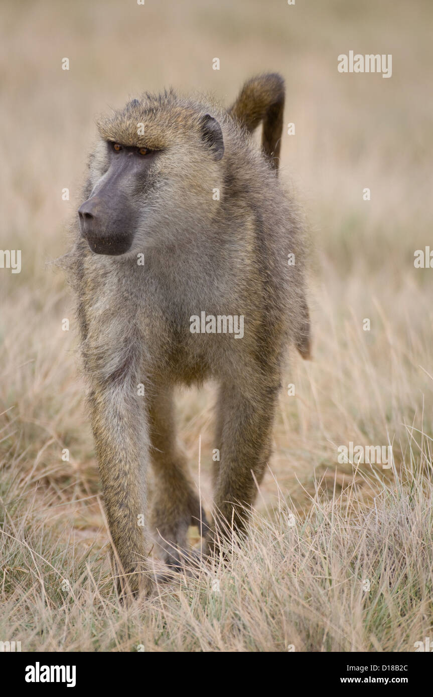 Yellow baboon walking in plains Stock Photo - Alamy