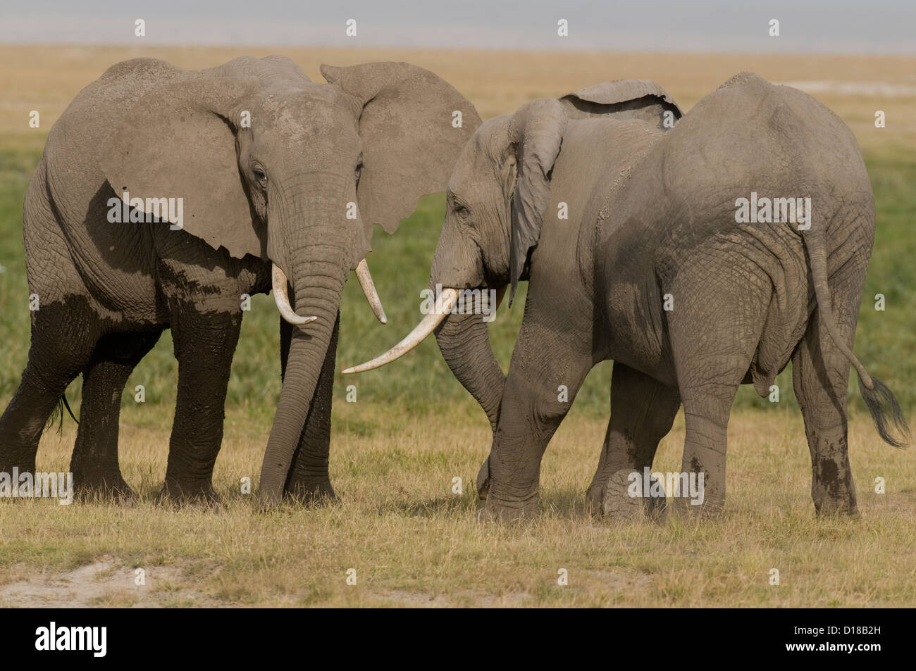 Two African bull elephants fighting Stock Photo - Alamy