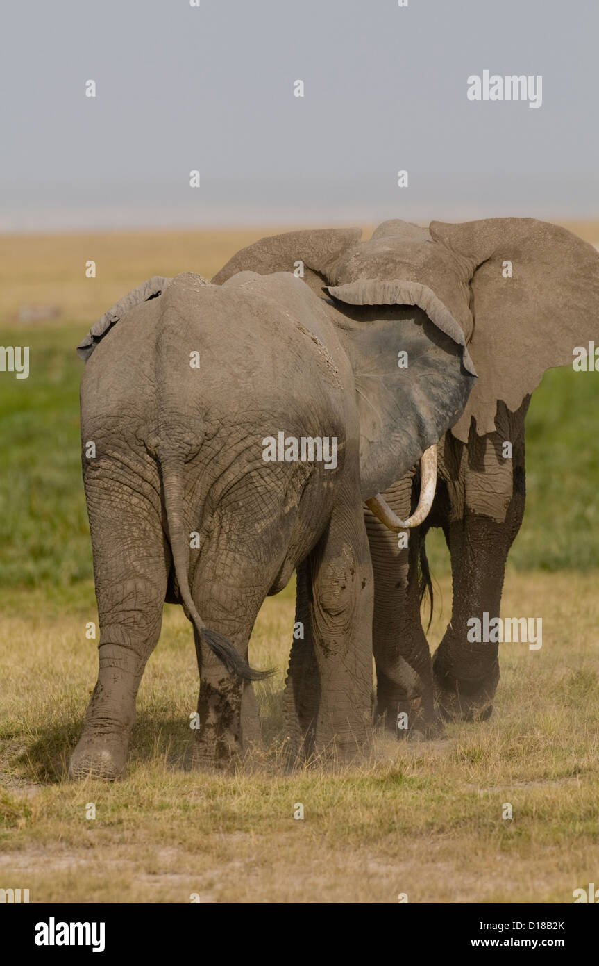 Bull elephants fighting hi-res stock photography and images - Alamy