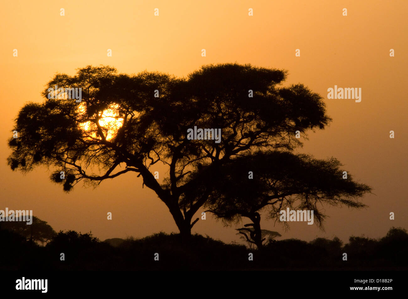 Acacia trees at sunset Stock Photo - Alamy