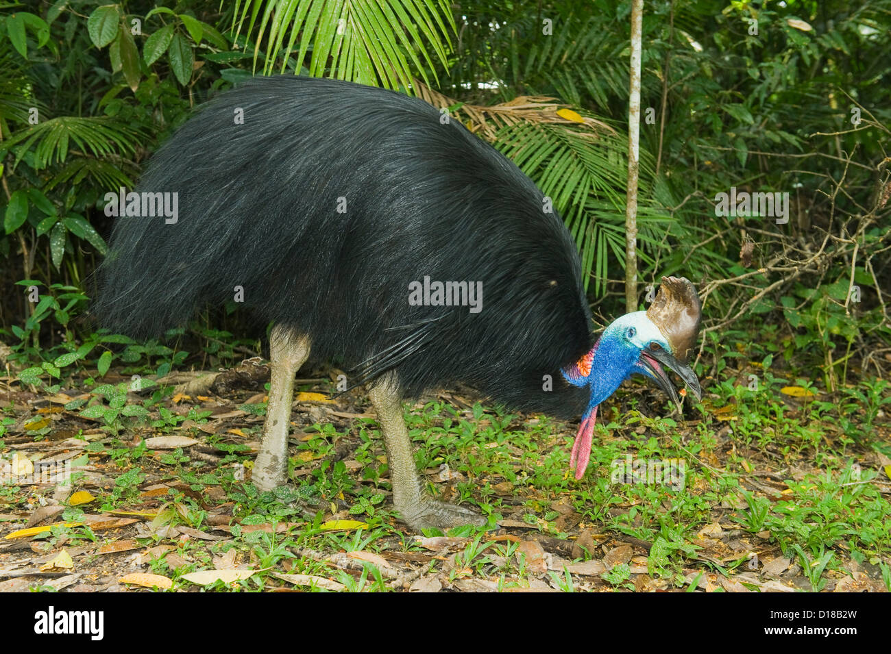Australian cassowary eating hi-res stock photography and images - Alamy