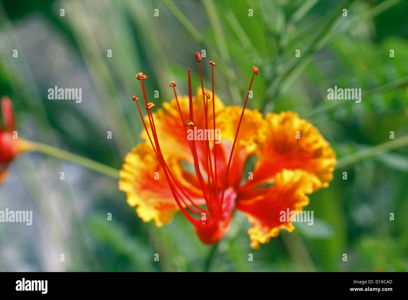 Gulmohur, Delonix regina tree, Maharashtra, India Stock Photo - Alamy