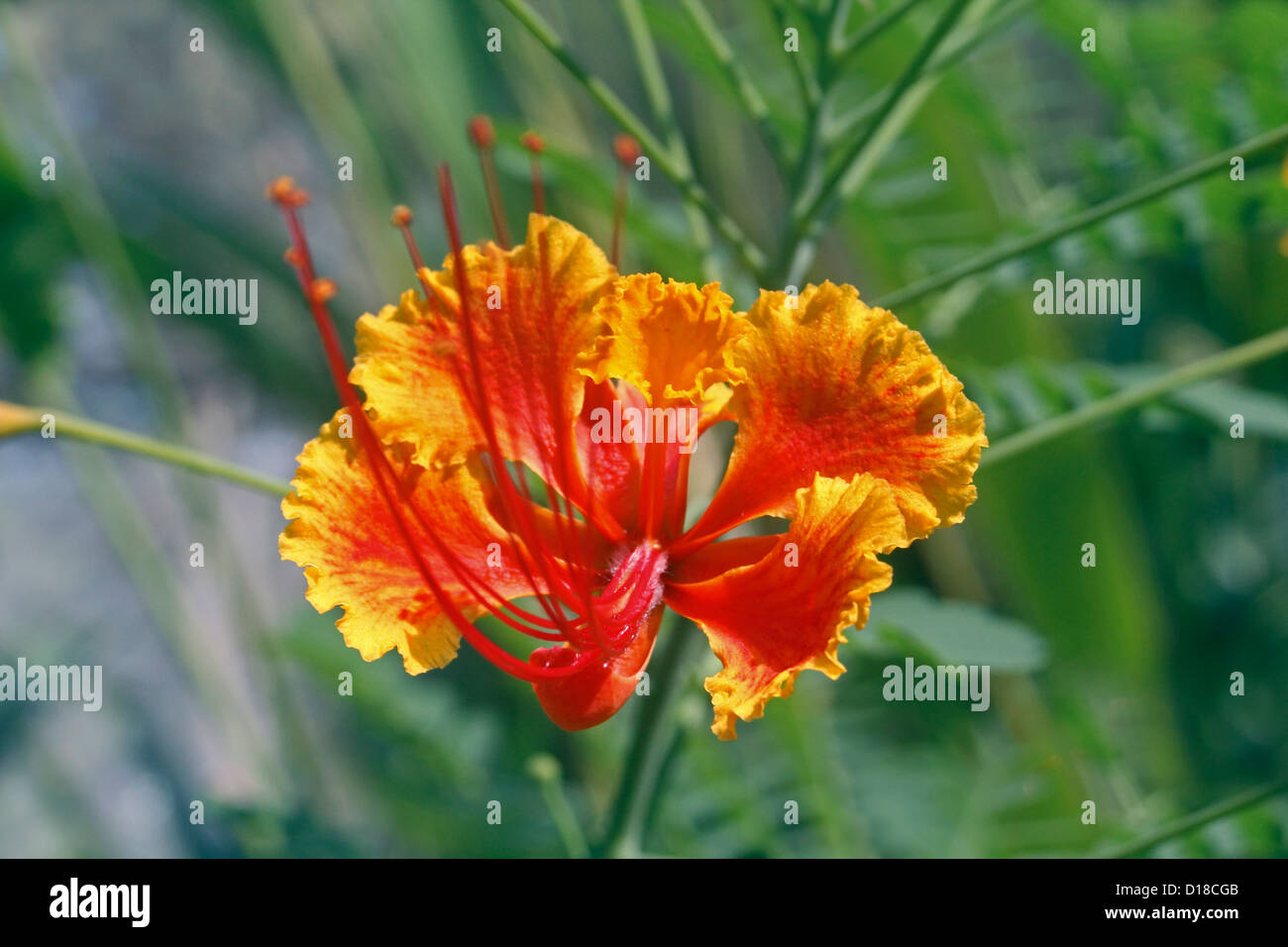 Gulmohur, Delonix regina tree, Maharashtra, India Stock Photo - Alamy