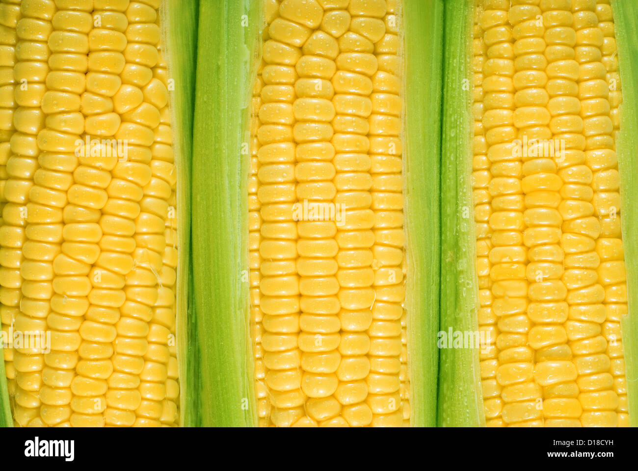 Group of three corn on cob maize food vegetables in vertical ...