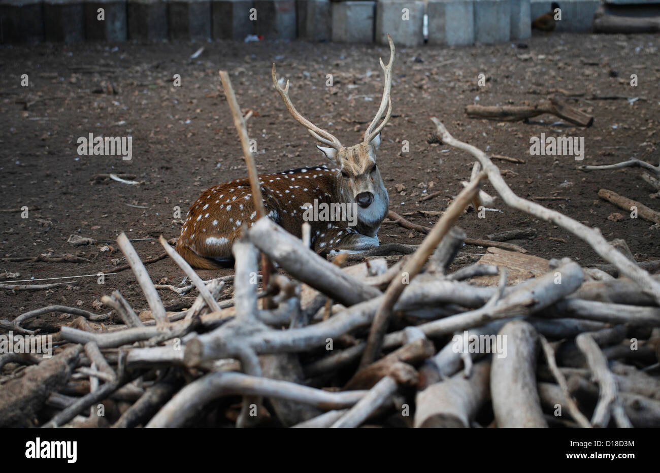 A spotted deer or chital or cheetal (Axis axis) also known as chital ...