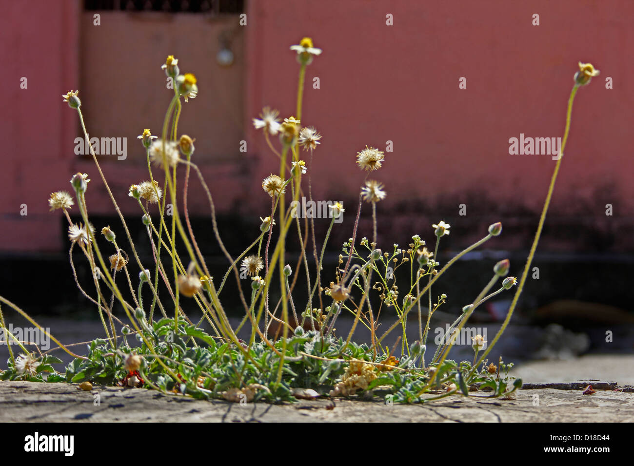 Tridax Procumbens Fruit