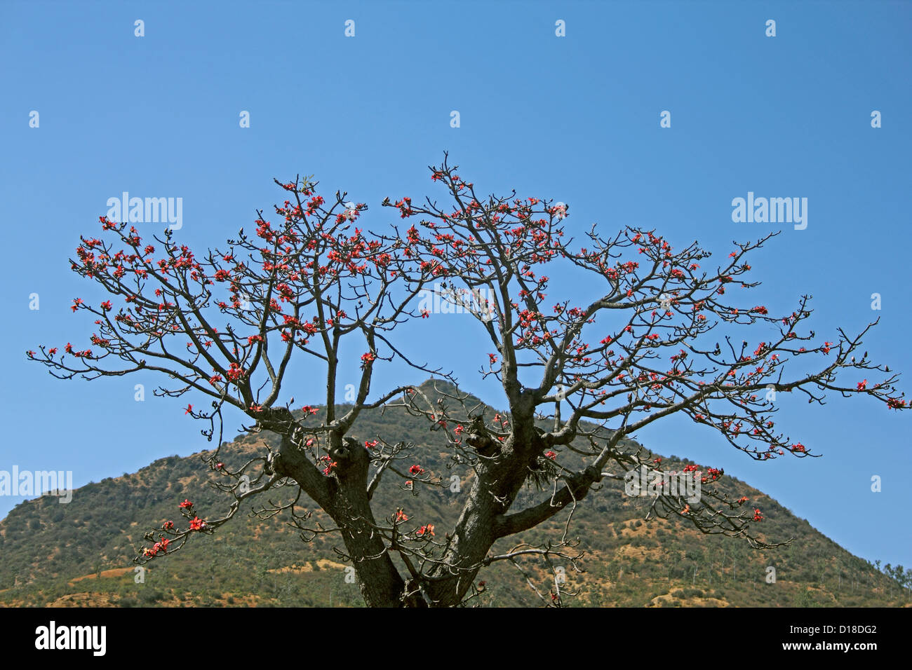 Bombax hi-res stock photography and images - Alamy