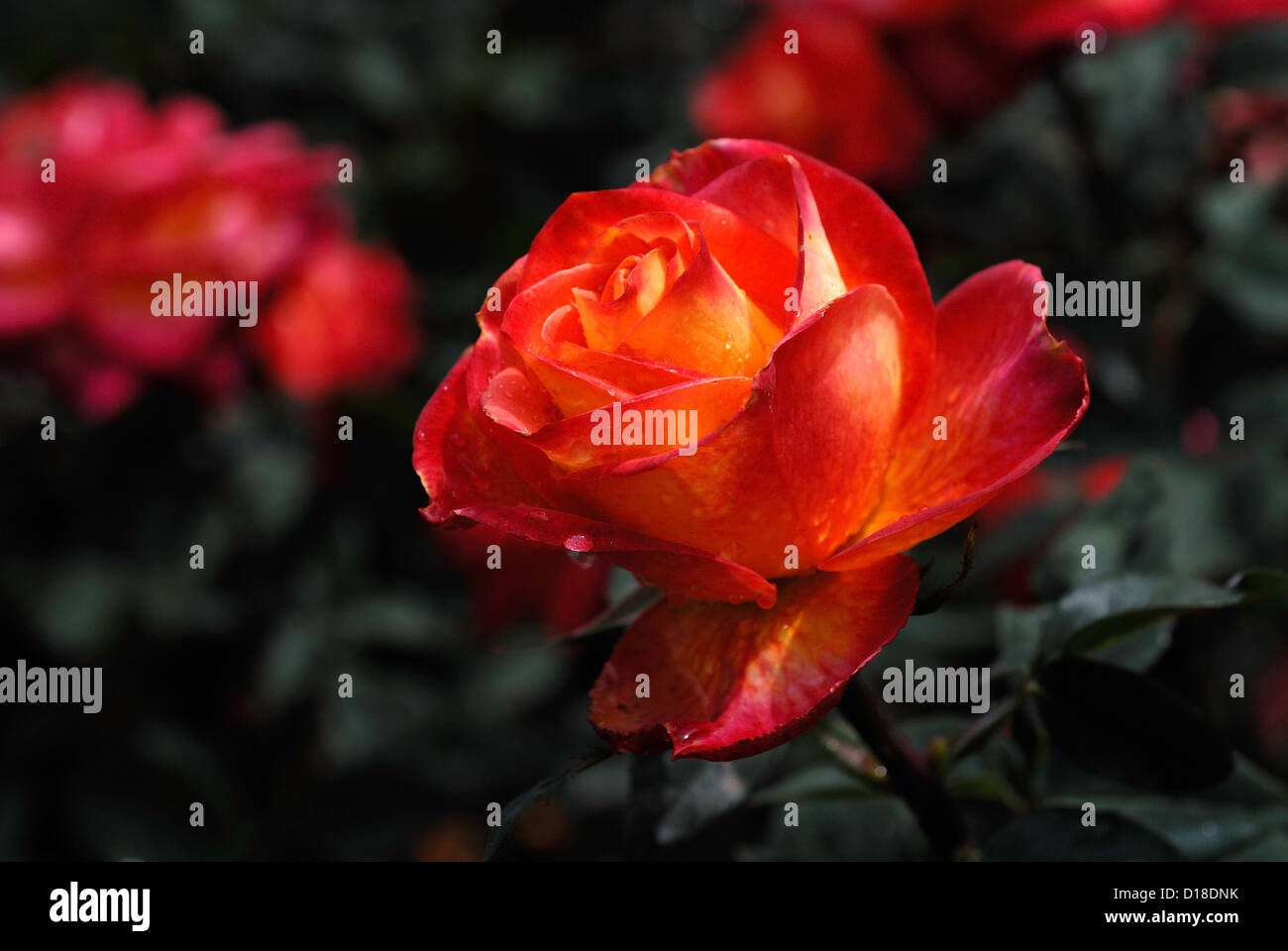 Perfect Movement- Rose flowers in Ooty garden ,Tamil Nadu,India Stock ...