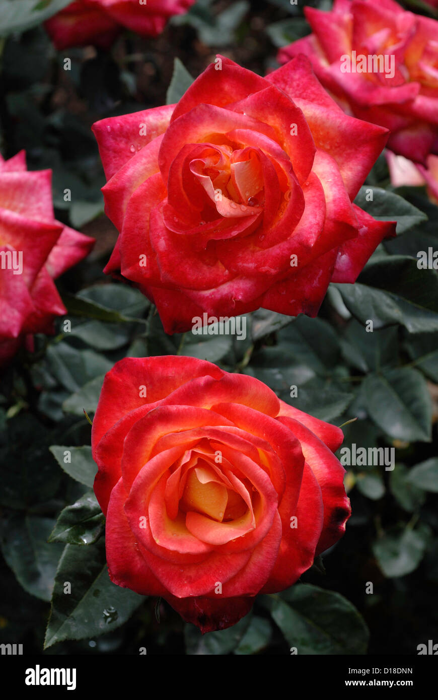 Perfect Movement- Rose flowers in Ooty garden ,Tamil Nadu,India Stock ...