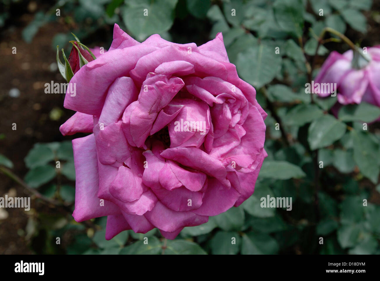 Liverpool remember hi-res stock photography and images - Alamy