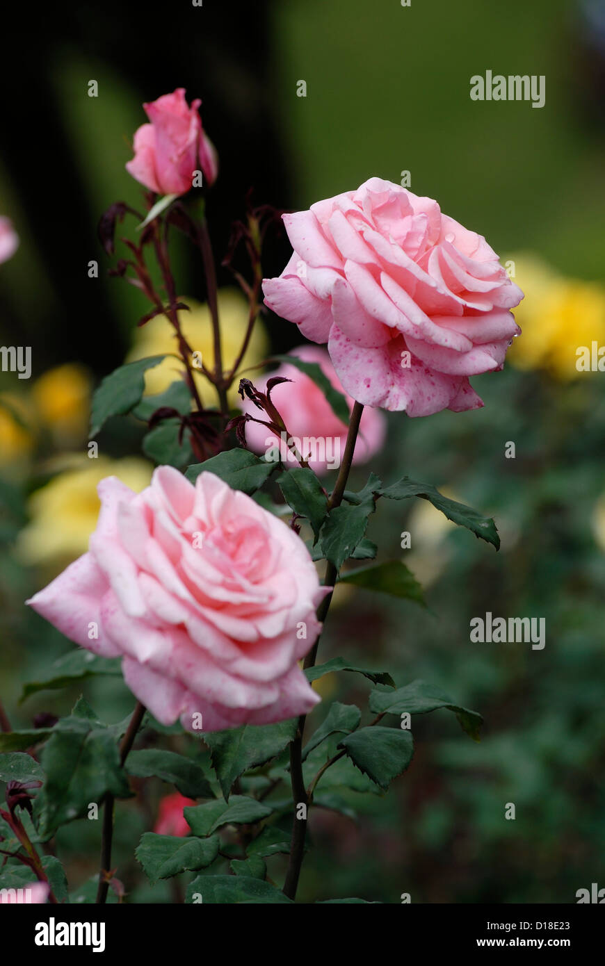 Komala- Rose flowers in Ooty garden ,Tamil Nadu,India Stock Photo - Alamy