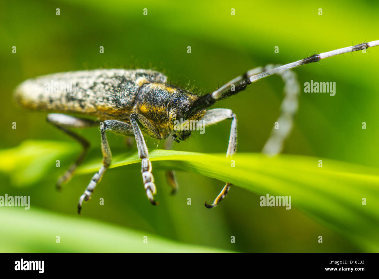 Portrait of a Insect Stock Photo - Alamy