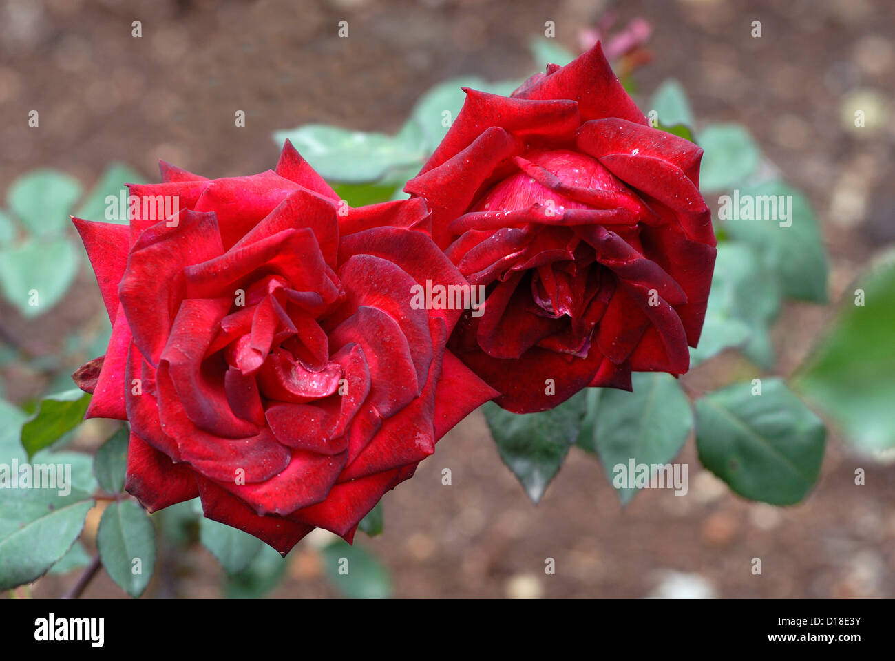 Joanne Poole- Rose flowers in Ooty garden ,Tamil Nadu,India Stock Photo ...