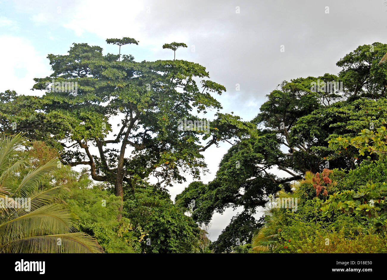 tropical trees Efate island Vanuatu Oceania Stock Photo - Alamy