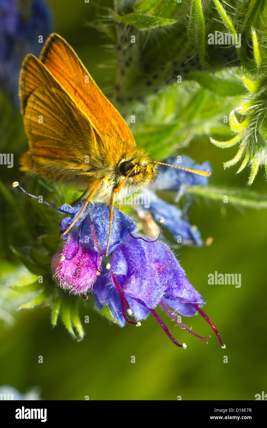 Lepidoptera study hi-res stock photography and images - Alamy