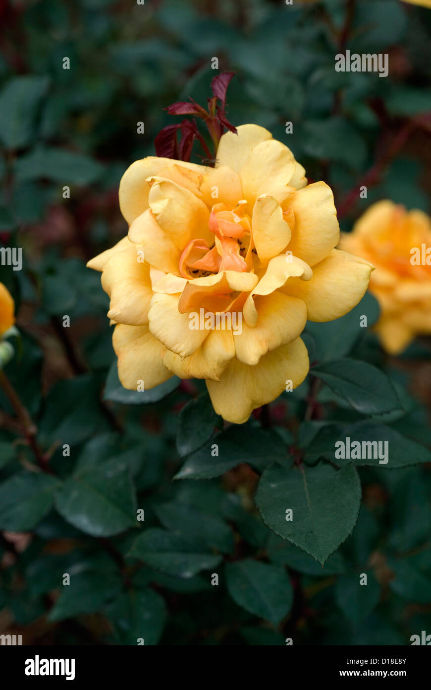 Schlosmanhum- Rose flower in Ooty garden ,Tamil Nadu,India Stock Photo ...