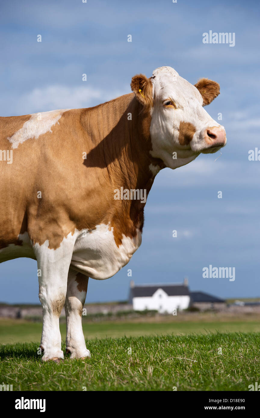 Red Simmental Show Cattle