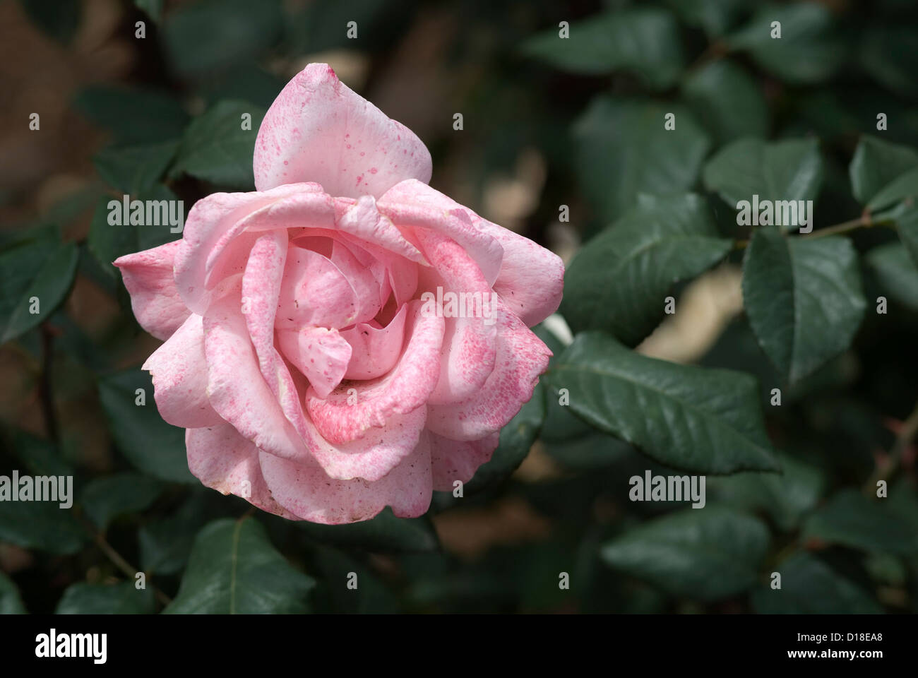 Rouge Meilland- Rose flower in Ooty garden ,Tamil Nadu,India Stock ...