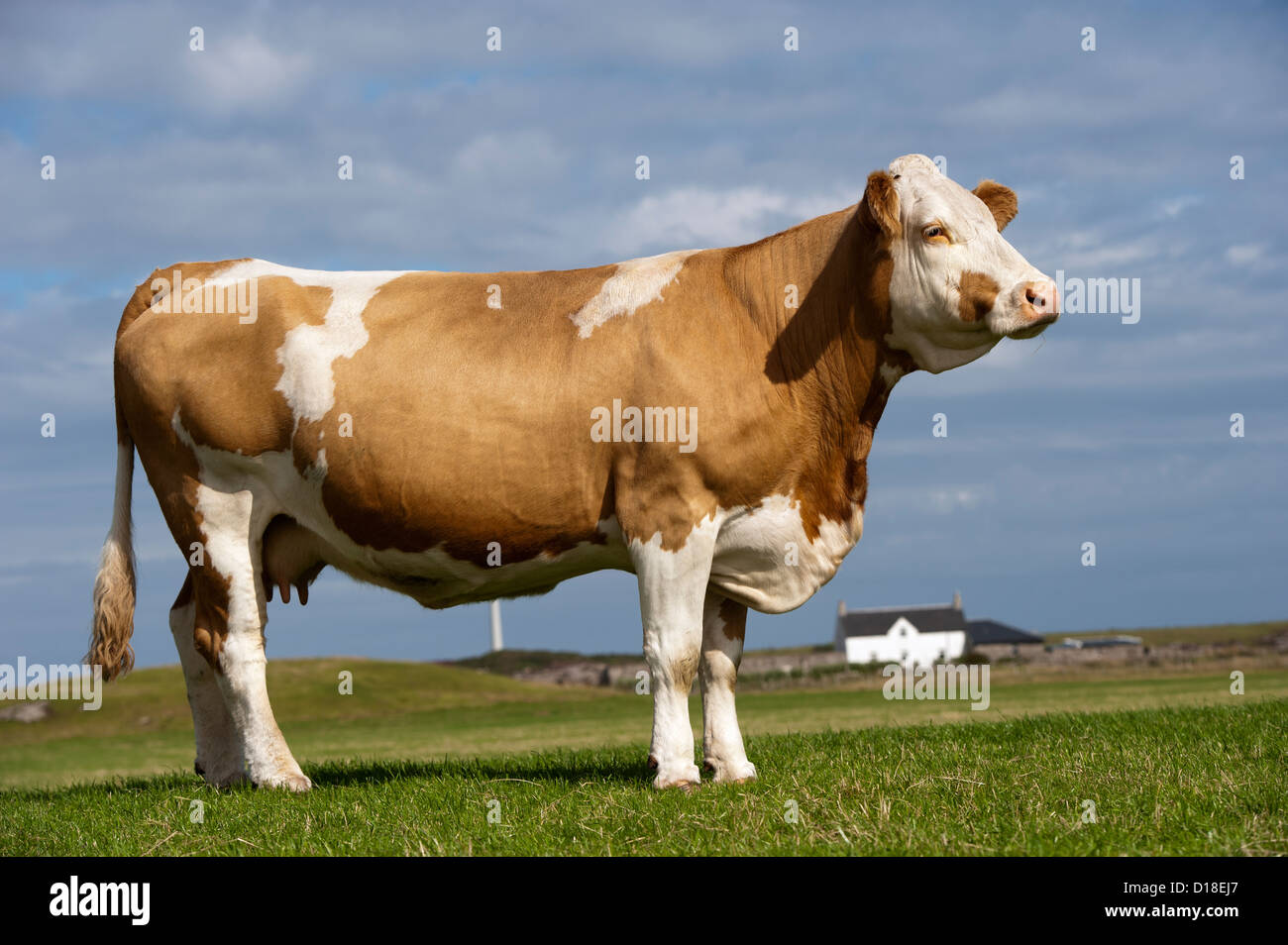 Simmental cow hi-res stock photography and images - Alamy