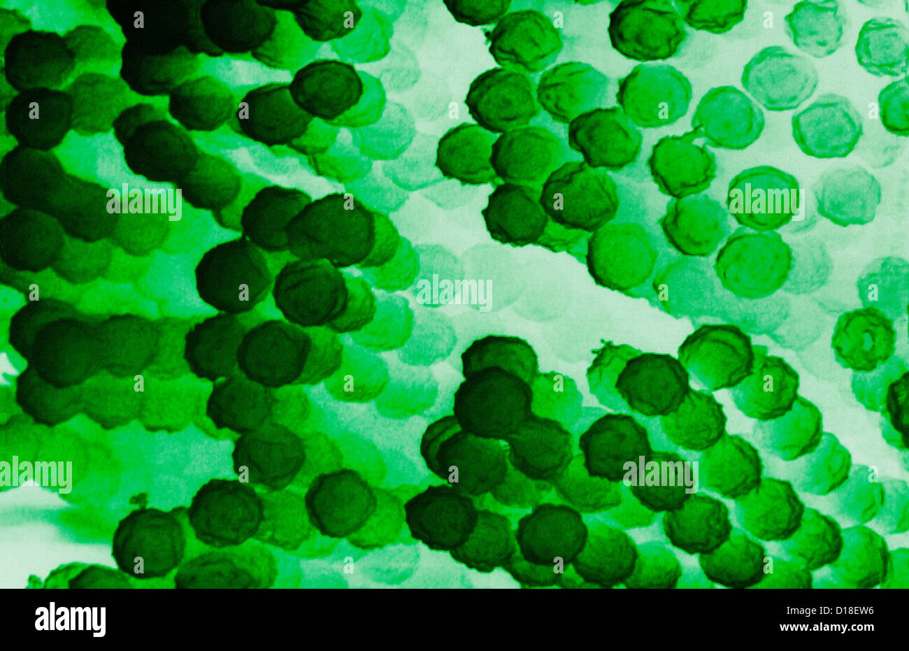 Conidiospores hi-res stock photography and images - Alamy