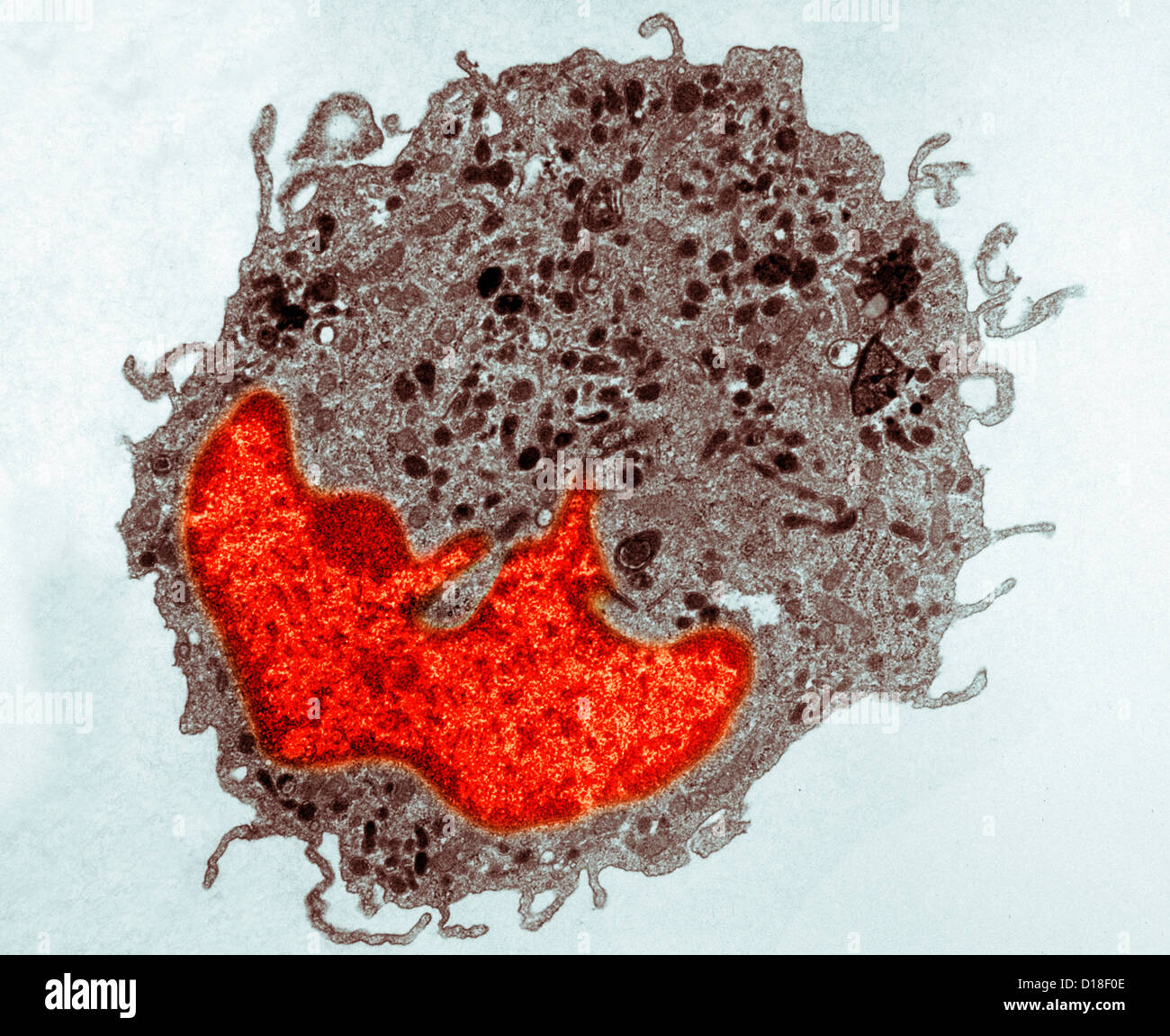 Animal Cell Micrograph High Resolution Stock Photography and Images - Alamy