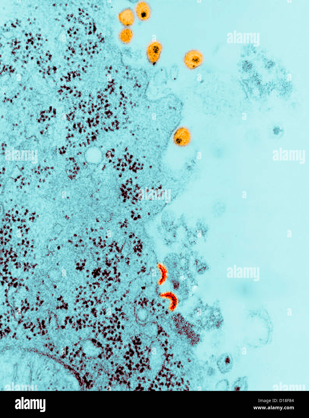 Human cell micrograph hi-res stock photography and images - Alamy