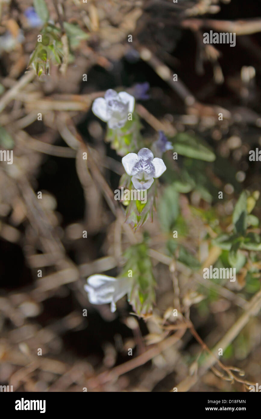 Curved Lepidagathis, Lepidagathis incurva Stock Photo - Alamy