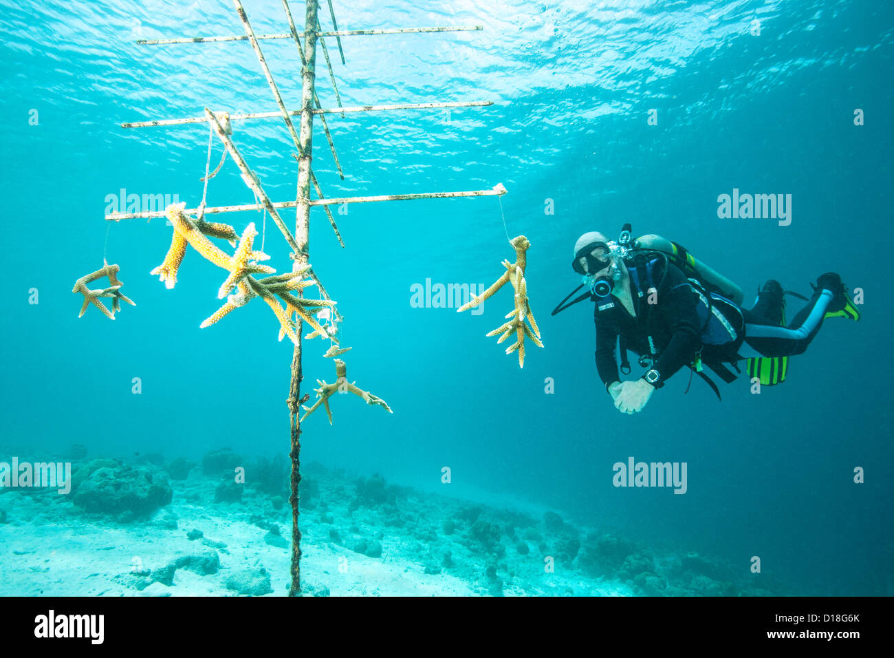 Diver examining underwater debris Stock Photo - Alamy