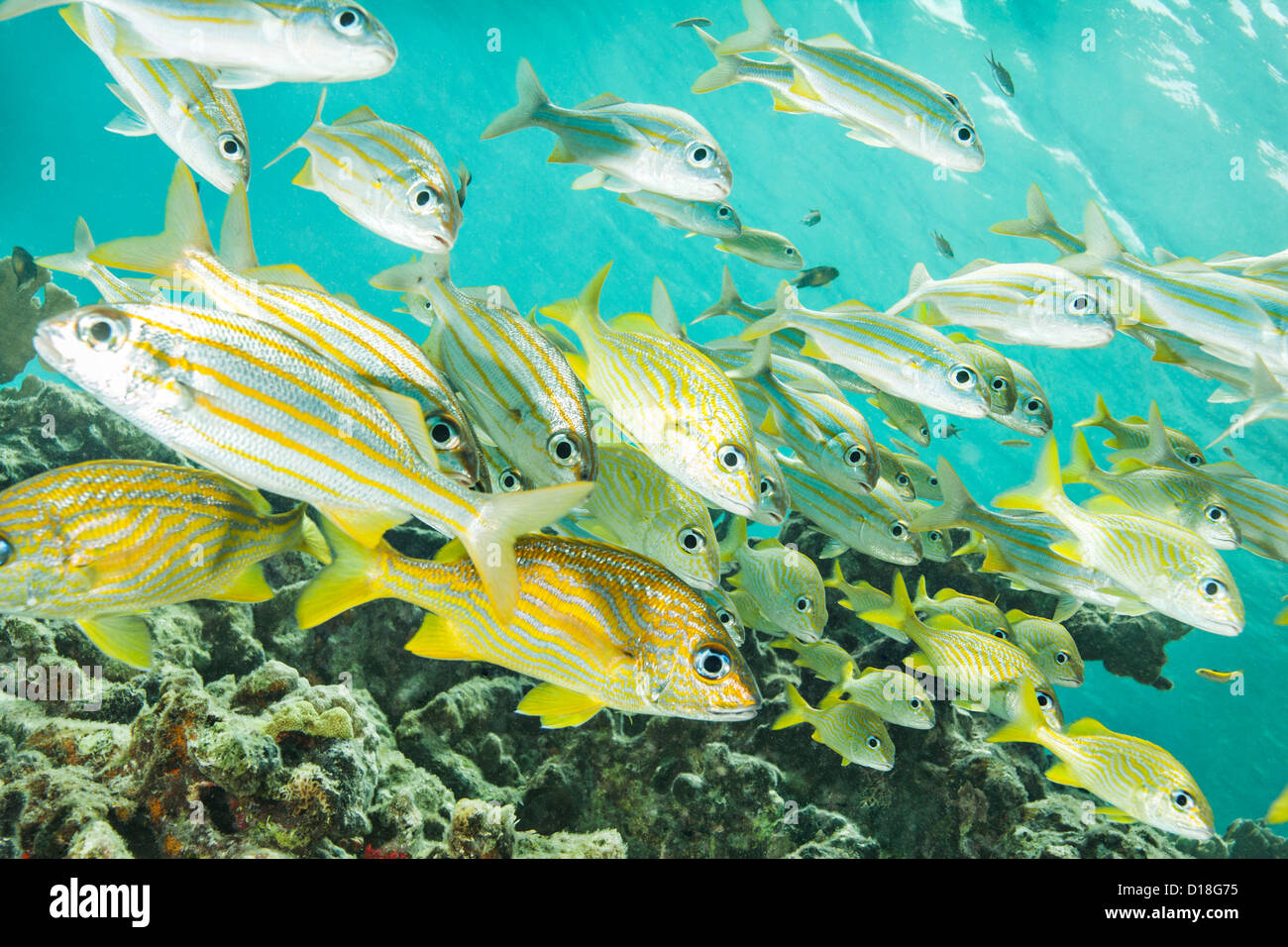 School of fish at underwater reef Stock Photo - Alamy