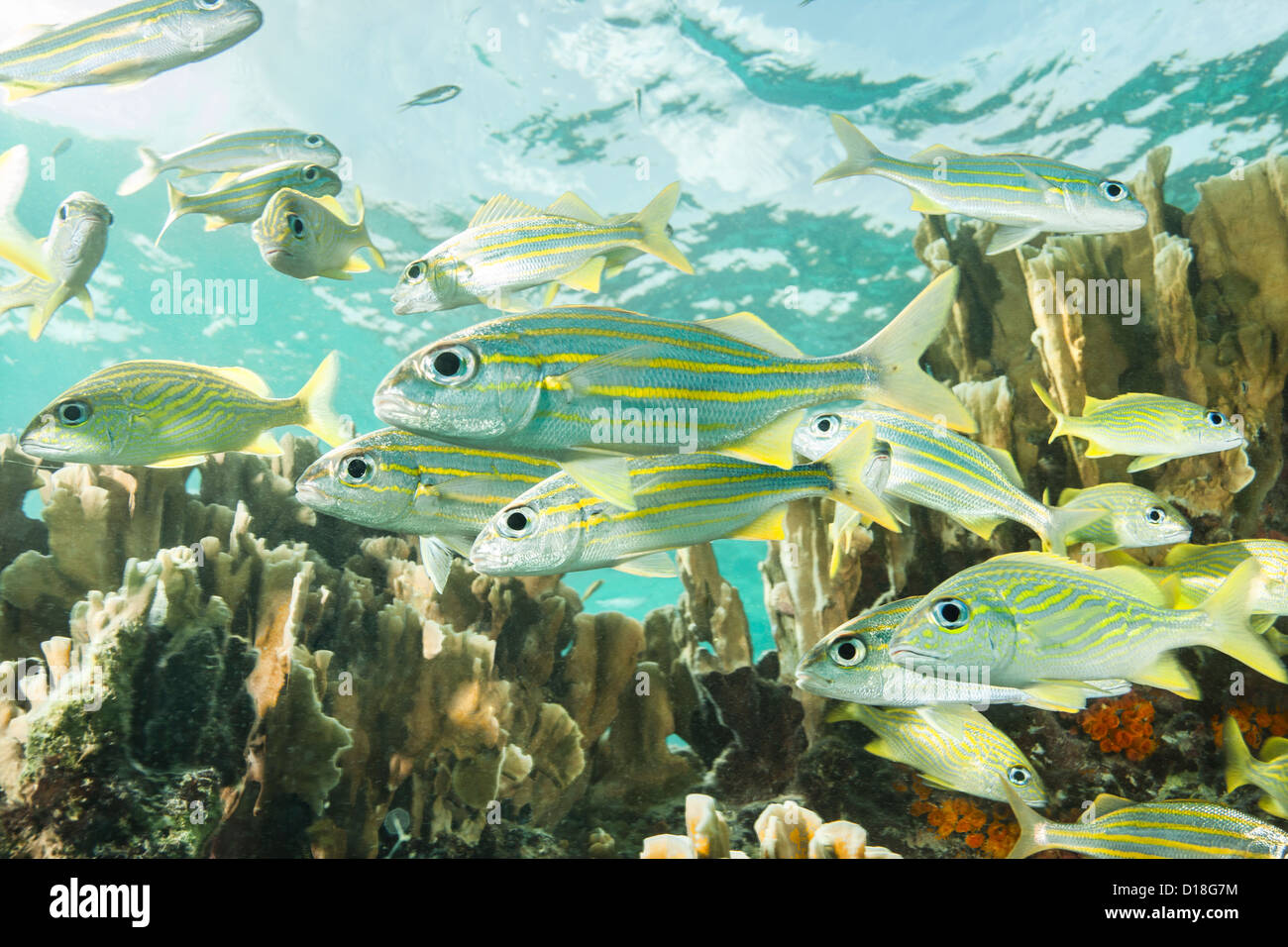School of fish at underwater reef Stock Photo - Alamy
