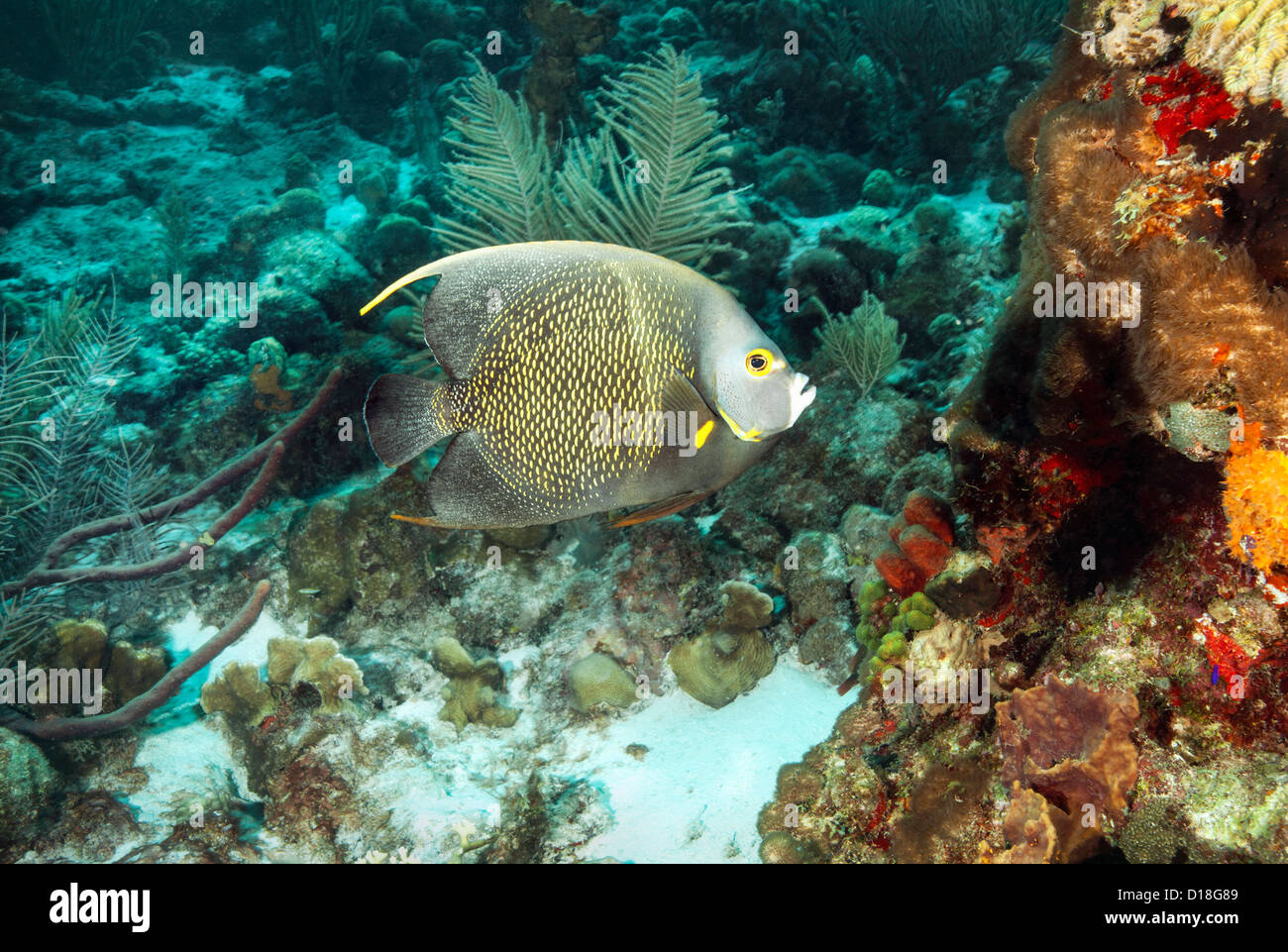 Angelfish swimming at underwater reef Stock Photo - Alamy