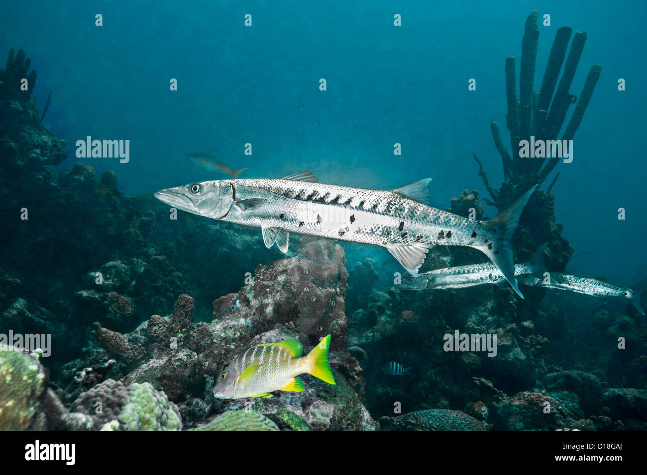 Barracuda swimming at underwater reef Stock Photo - Alamy