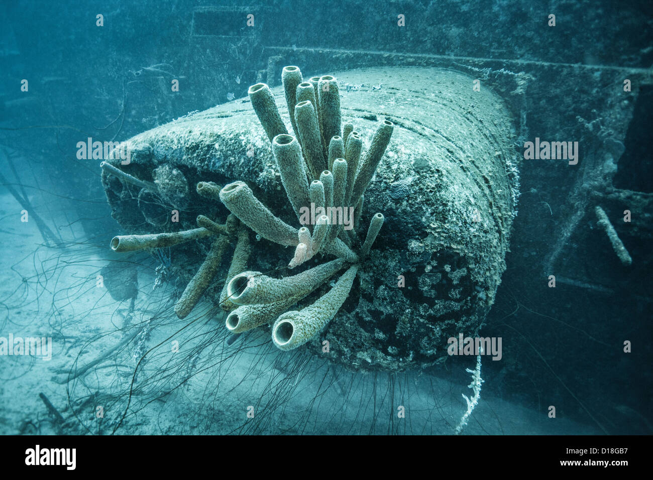 Coral growing on underwater reef Stock Photo - Alamy
