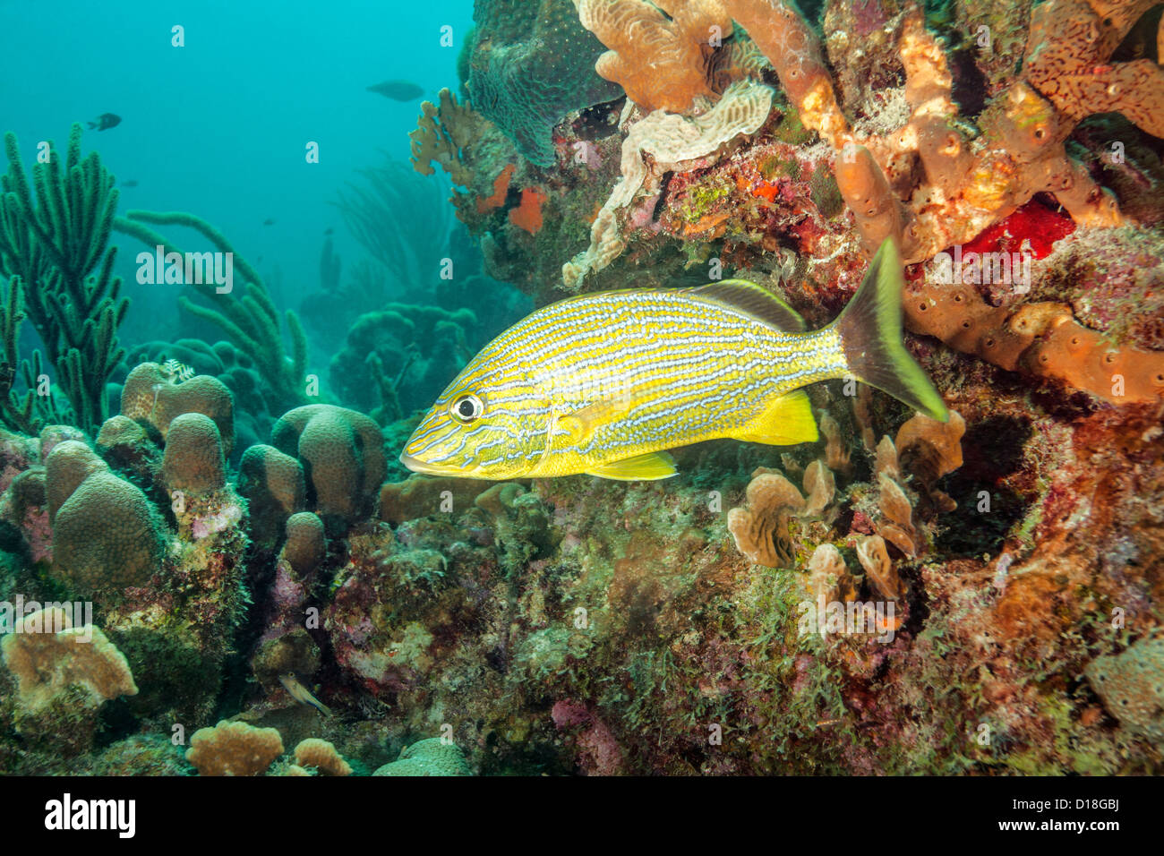 Yellow striped fish hi-res stock photography and images - Alamy