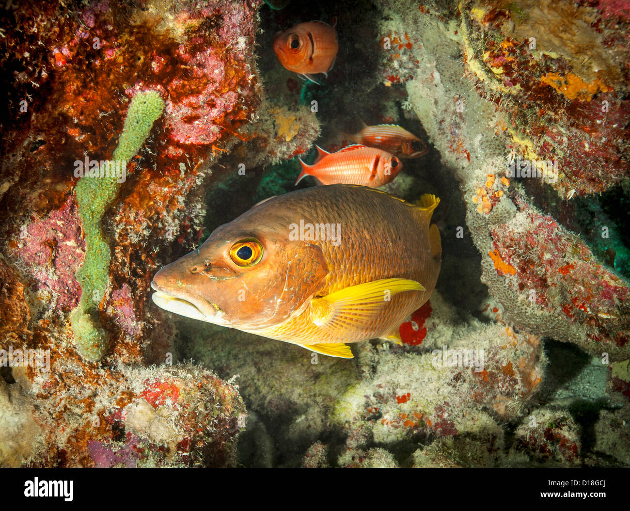 Bass fish swimming at underwater reef Stock Photo - Alamy