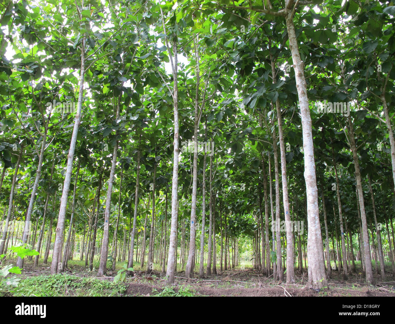 (dpa - FILE) - A file picture dated, 14 July 2012, shows a view across ...