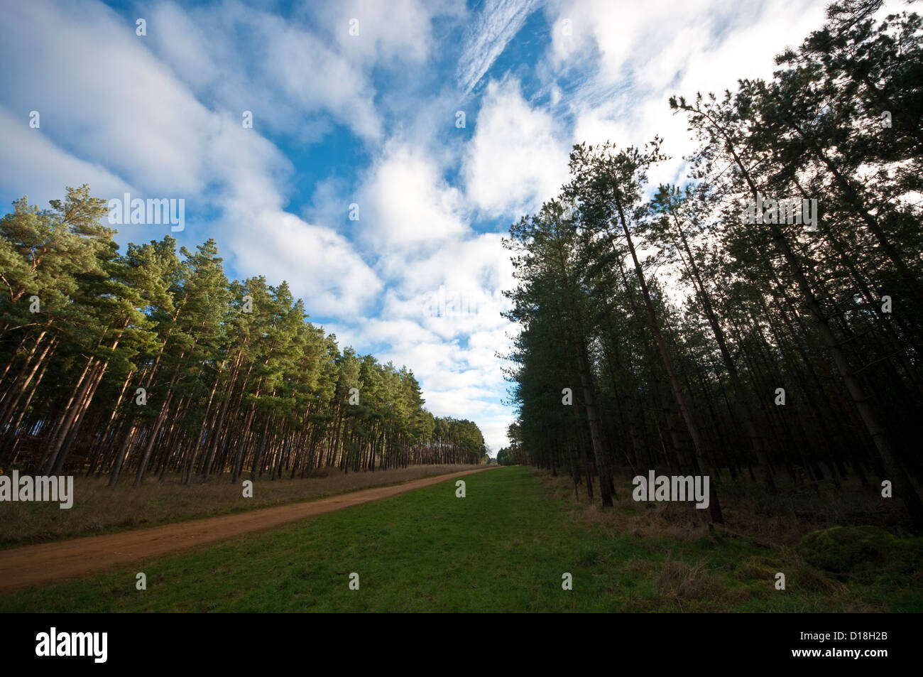 The Icknield Way path Thetford Forest Scots pine Stock Photo - Alamy