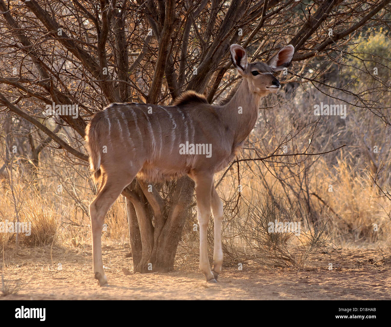 Kudu under tree High Resolution Stock Photography and Images - Alamy