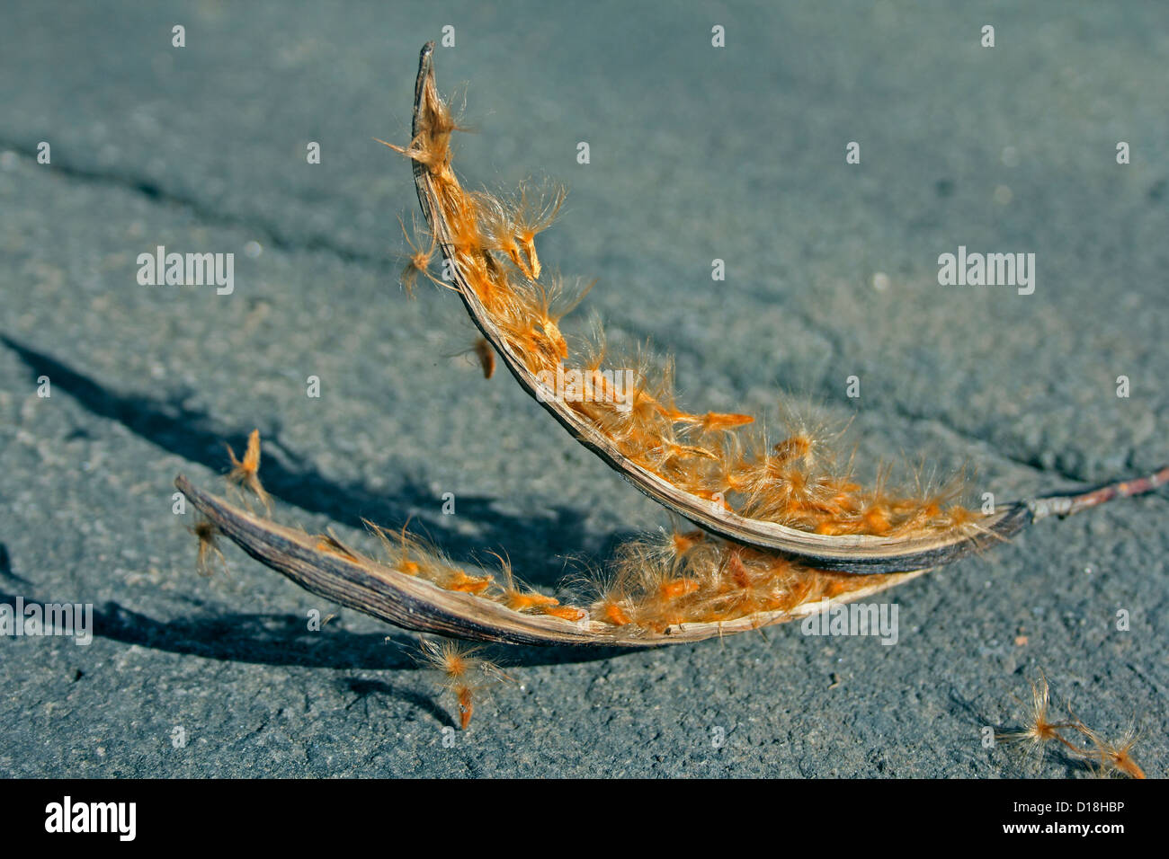 Seeds of Sweet Indrajao, Pala indigo plant, Dyers’s oleander, Wrightia ...