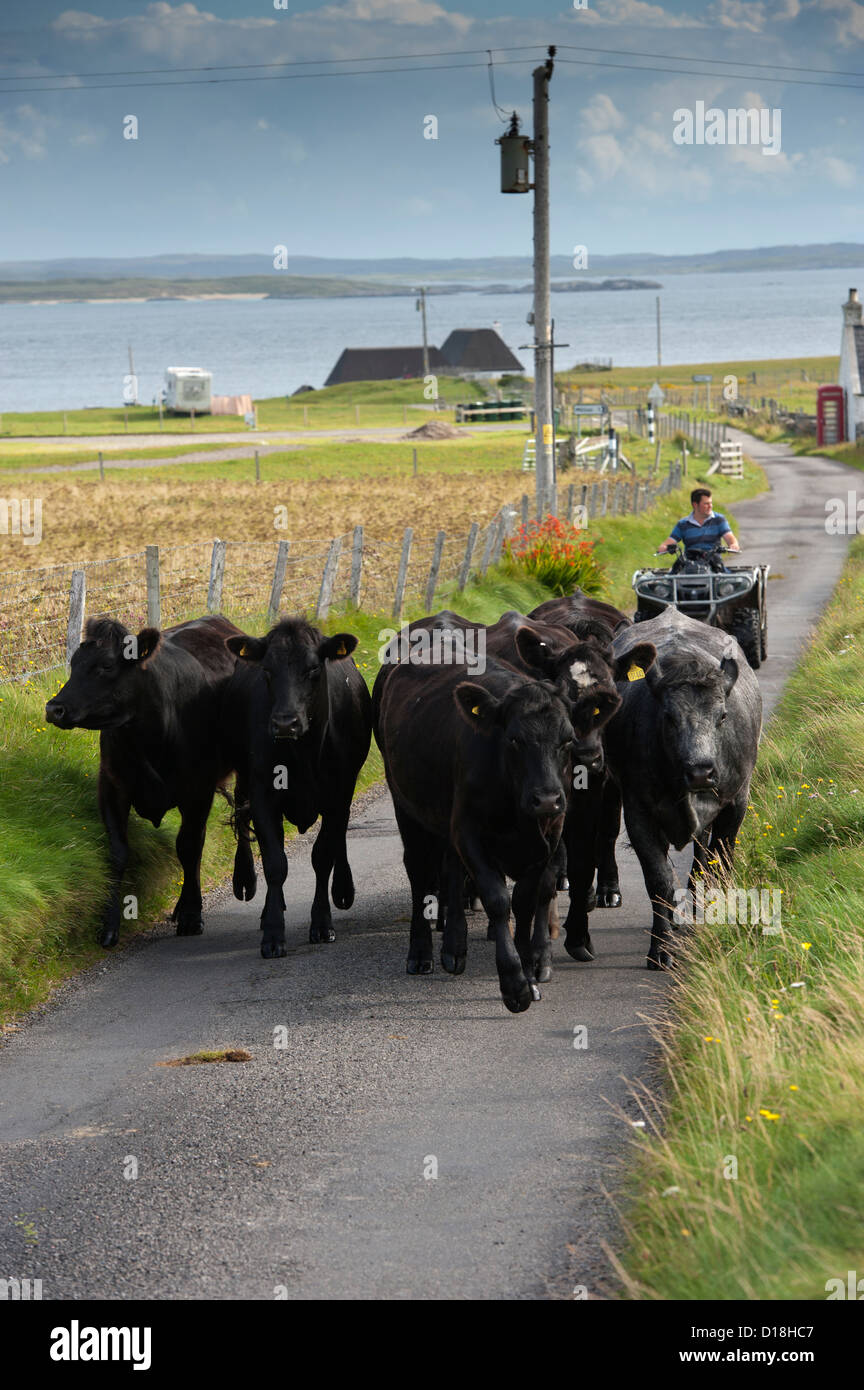 Cows Being Driven On Road High Resolution Stock Photography and Images ...