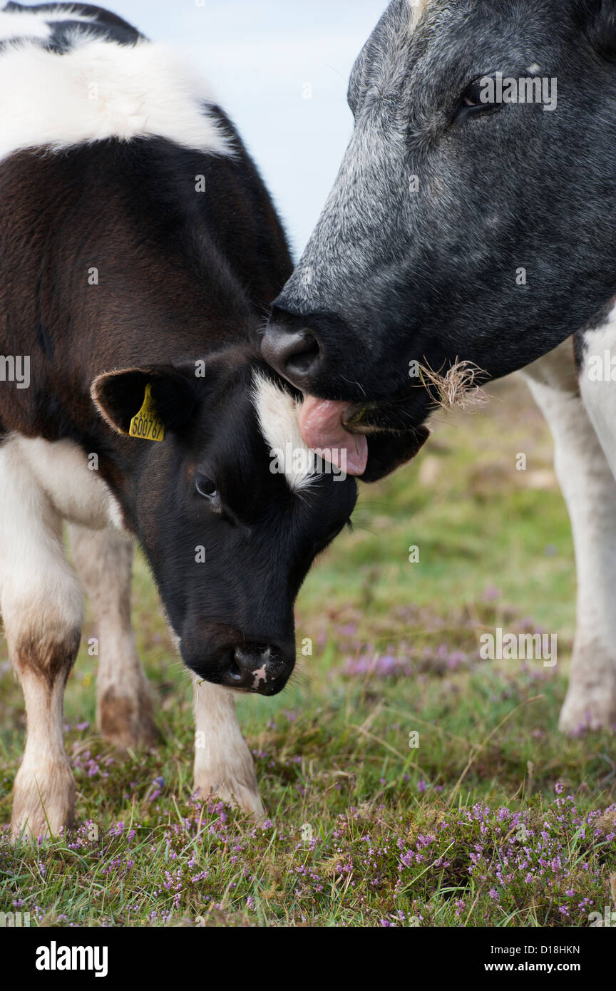 Cow licking calf Stock Photo - Alamy