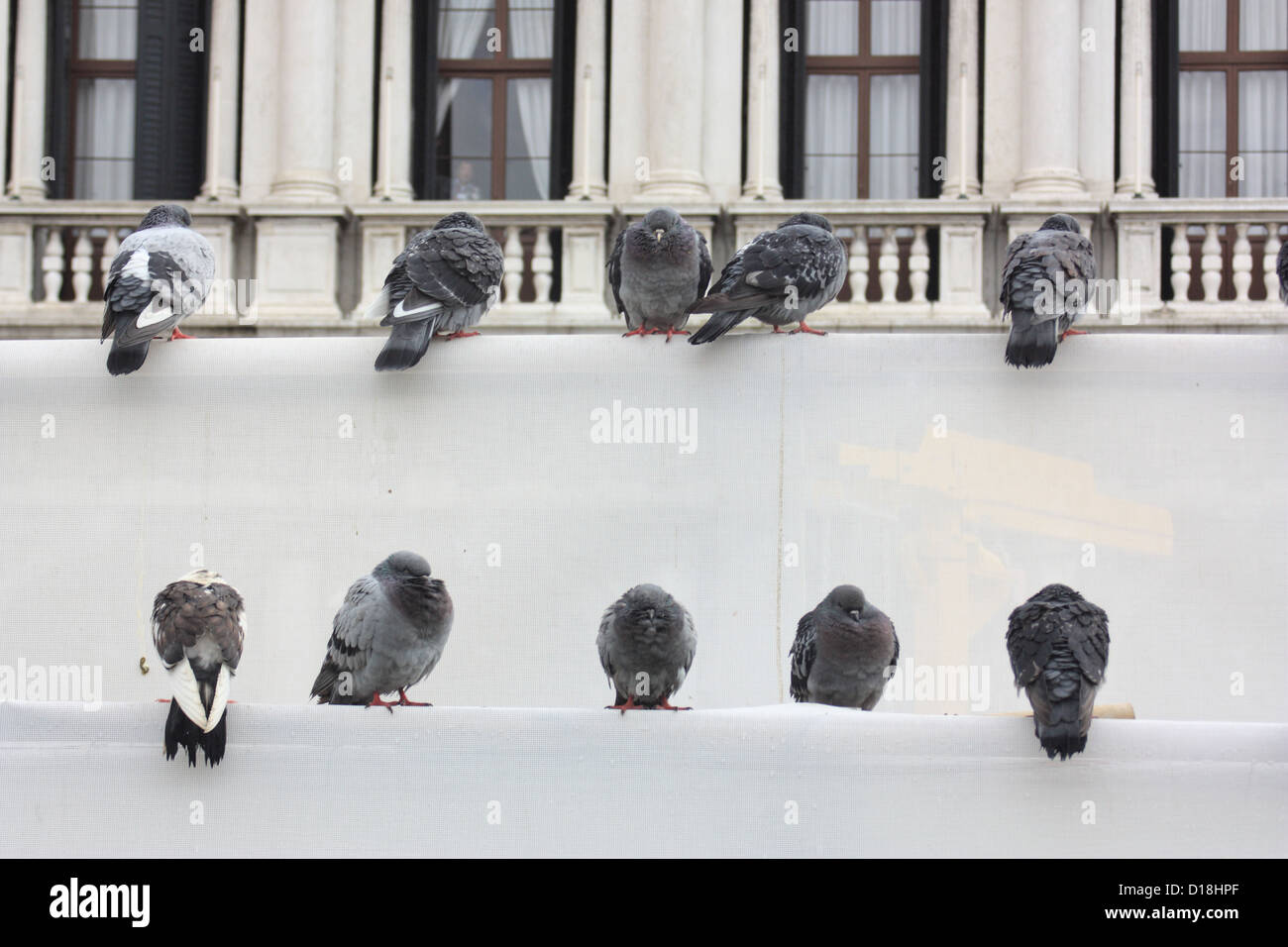 Pigeons e hi-res stock photography and images - Alamy