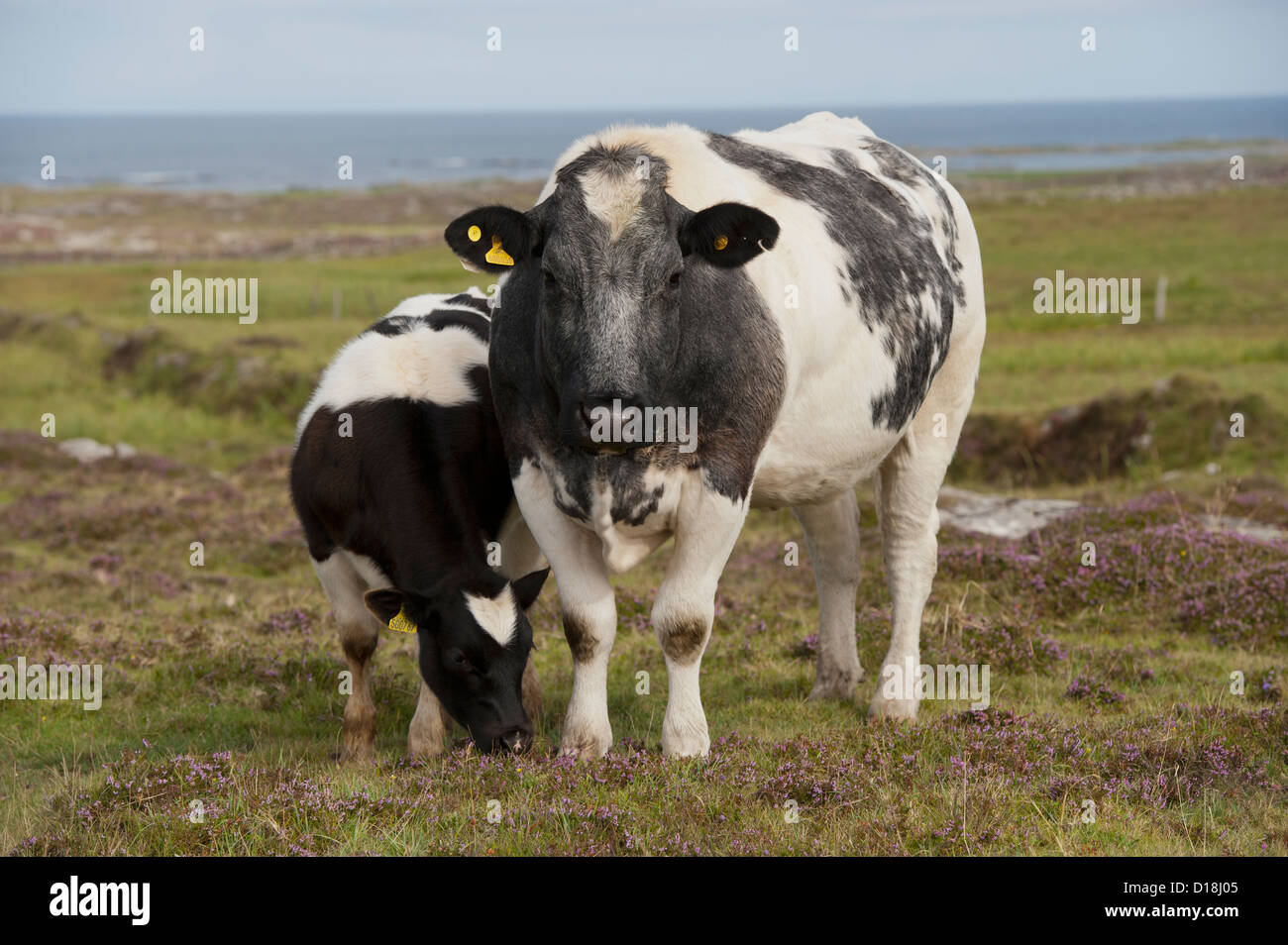 Cattle grazing on heather covered moorland. Isle of Tiree, Inner ...