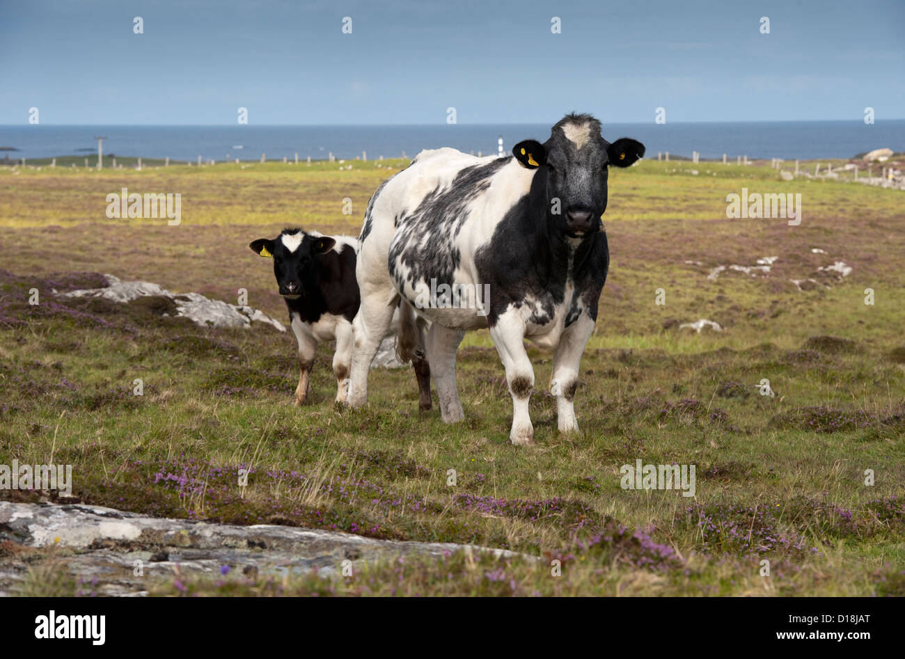 Cattle grazing on heather covered moorland. Isle of Tiree, Inner ...